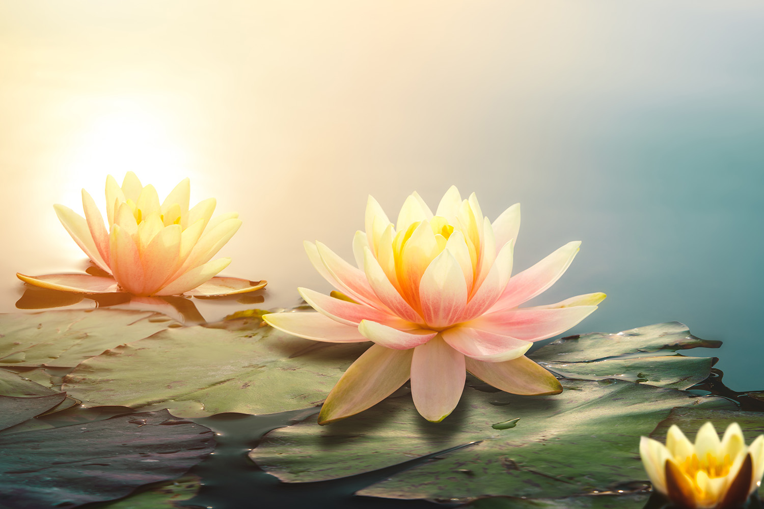 Debra Bartelt, LCSW - Psychodynamic Therapist in Chicago