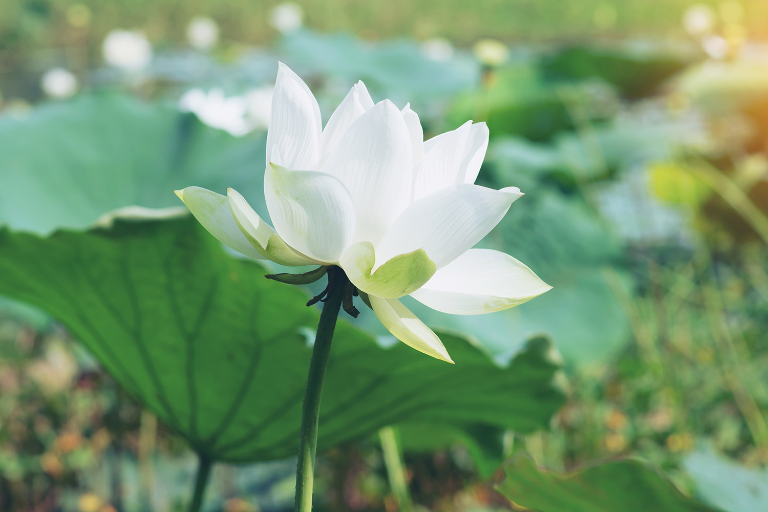 Therapy for Life Transitions - Psychodynamic Therapist in Chicago
